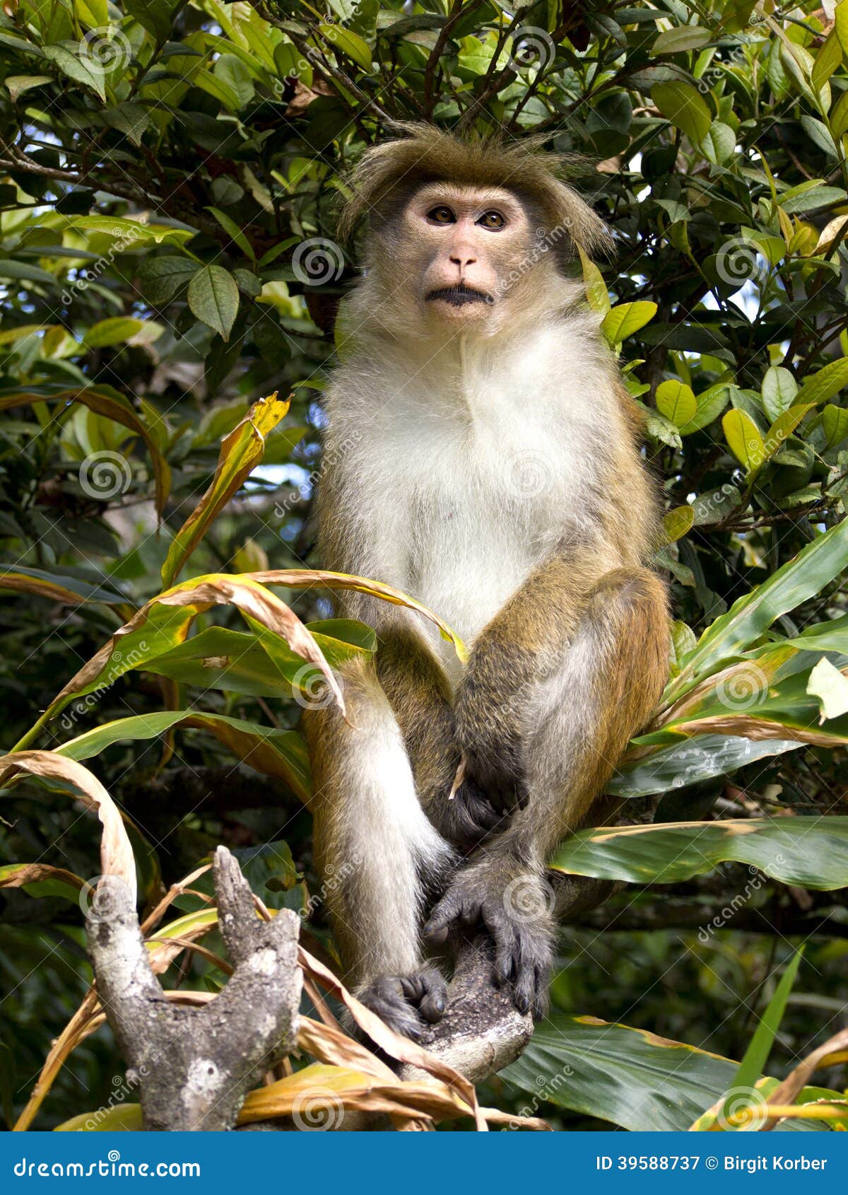 Singe Asiatique Sur L'arbre Image stock - Image du faune, sable: 39588737