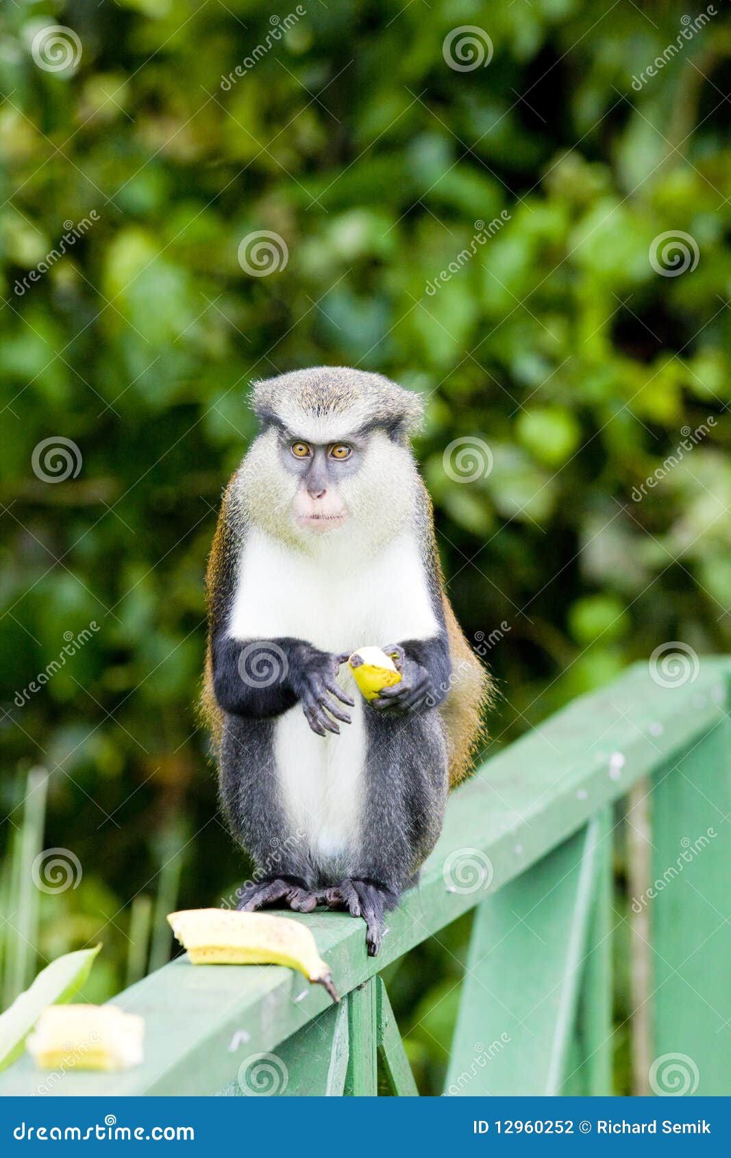 6,021 Singe Avec Une Banane Photos libres de droits et gratuites de ...