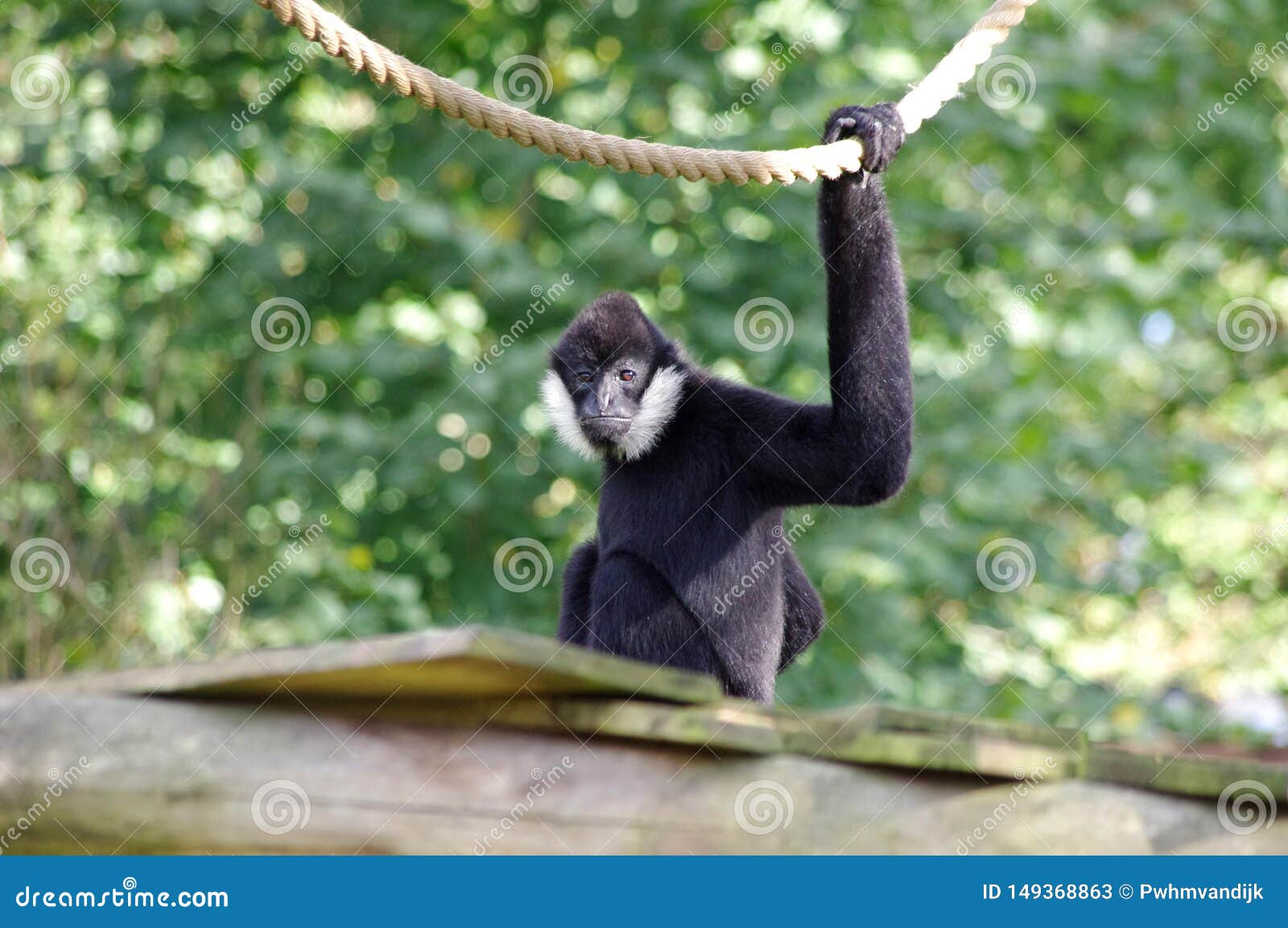 Singe Avec Le Langur De Barbe Blanche Image stock - Image du regarder ...