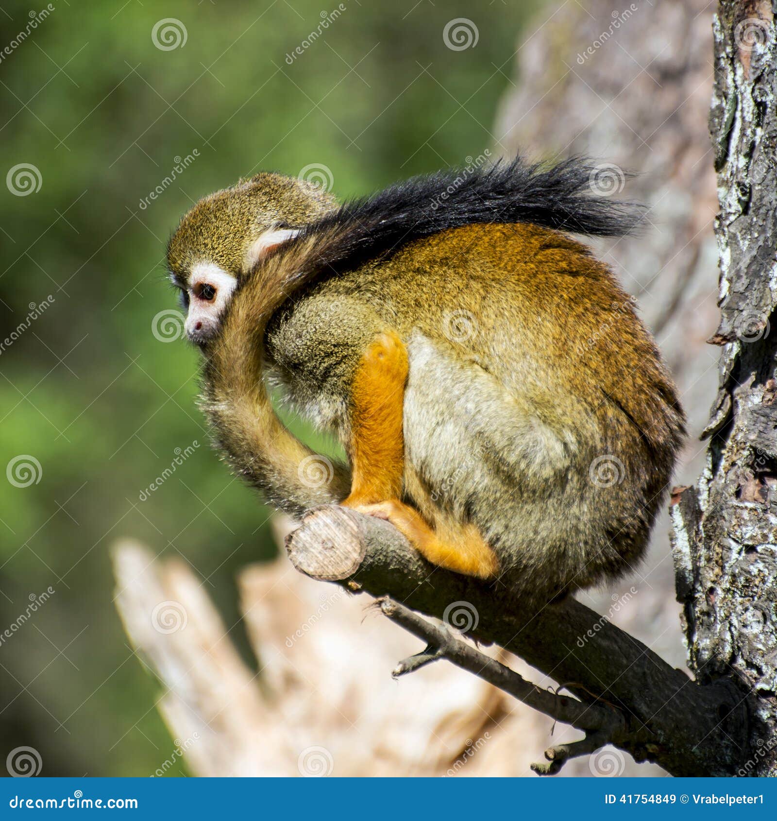 Singe Avec Une Longue Queue Photos Stock - Téléchargez 42 Photos libres ...