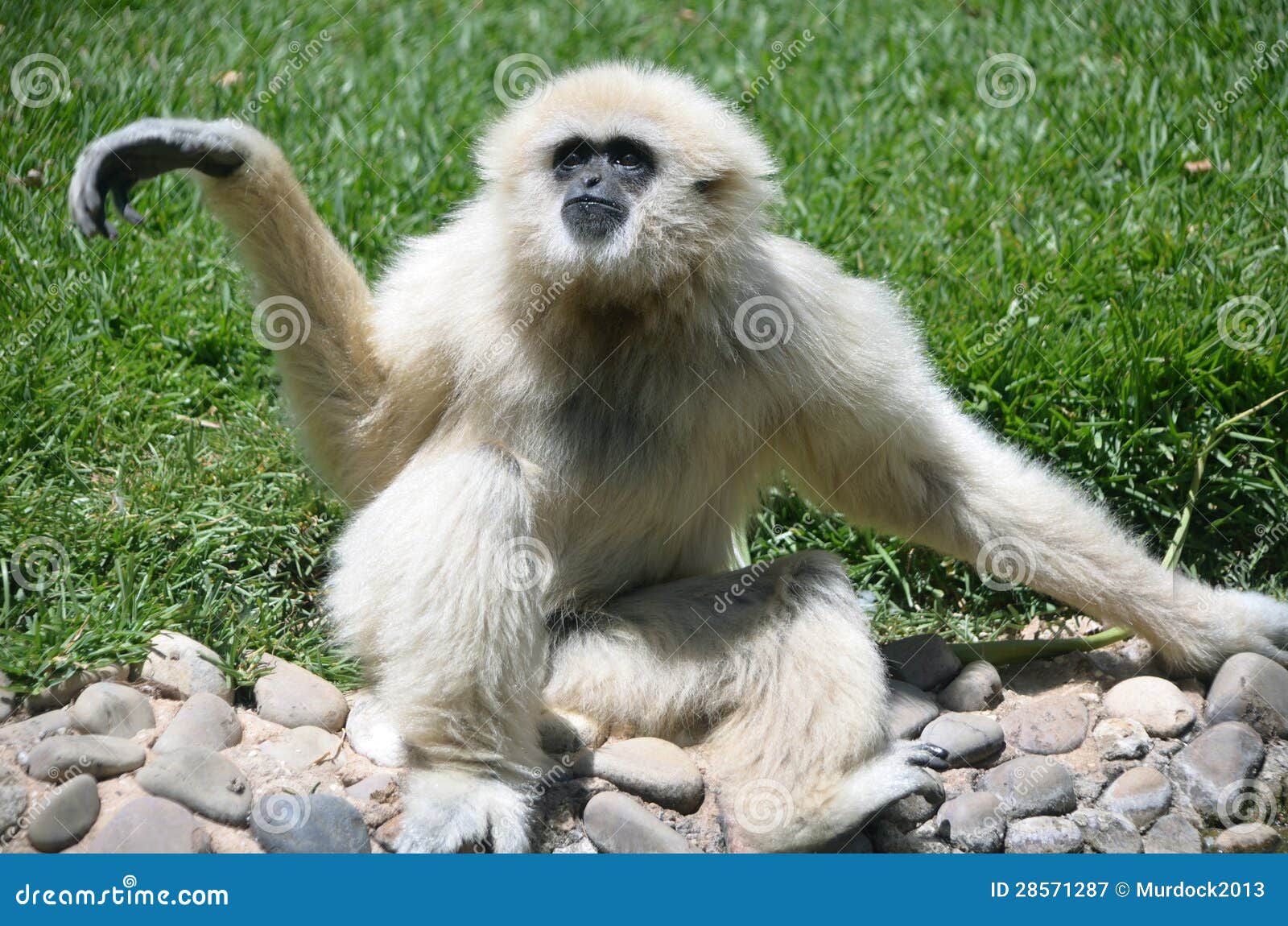 Singe blanc image stock. Image du extérieur, masculin - 28571287