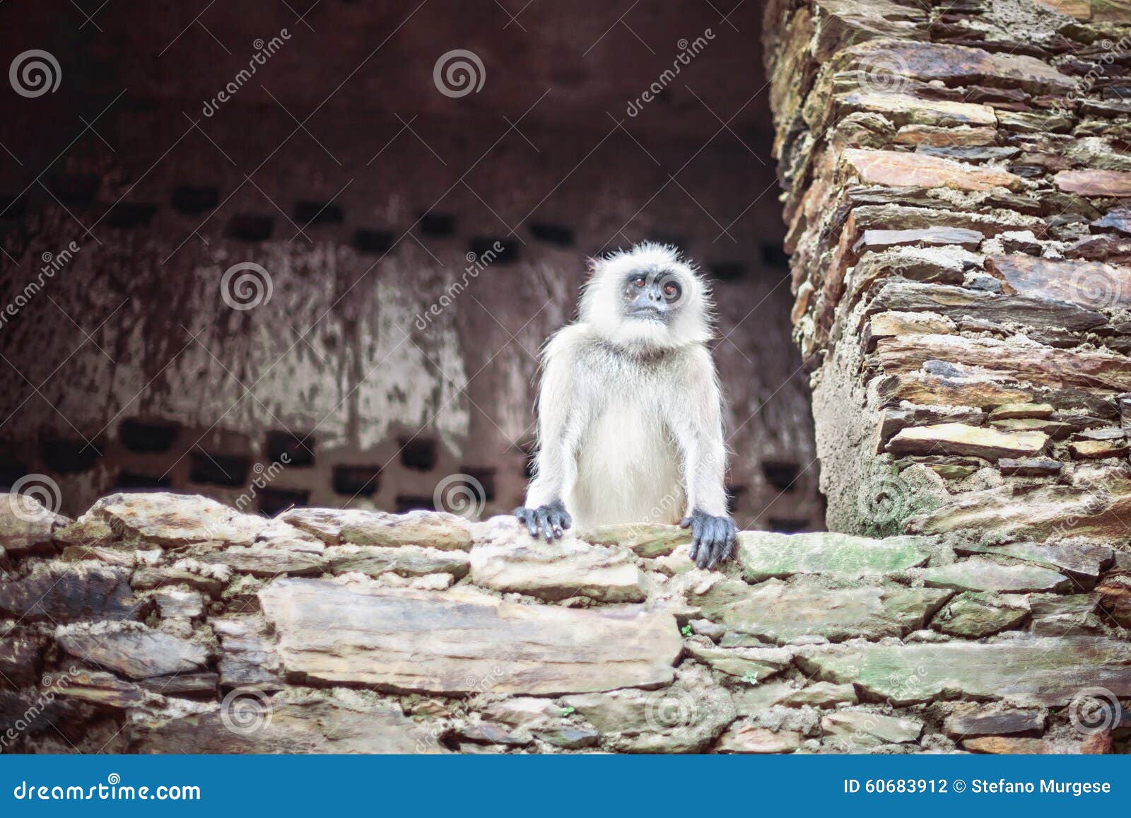 Singe blanc photo stock. Image du attente, observation - 60683912