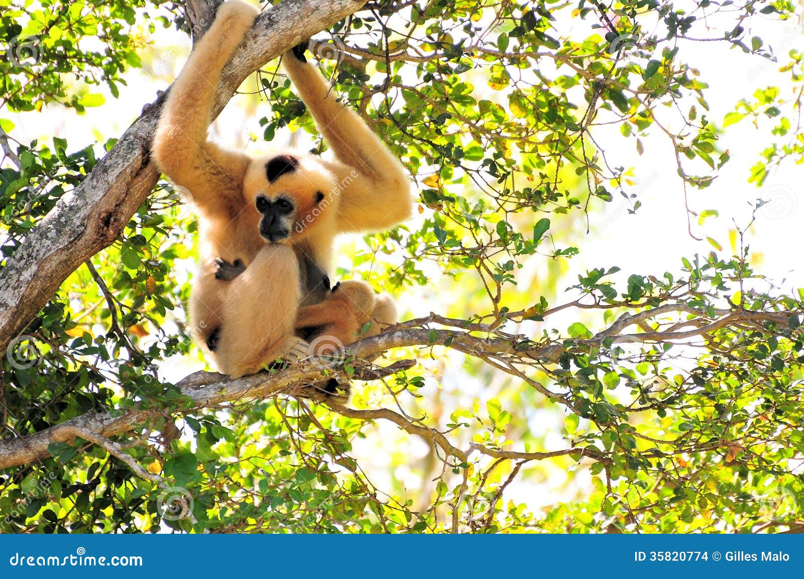 Singe Blanc-cheeked De Gibbon Et Ses Jeunes Photo stock - Image du ...