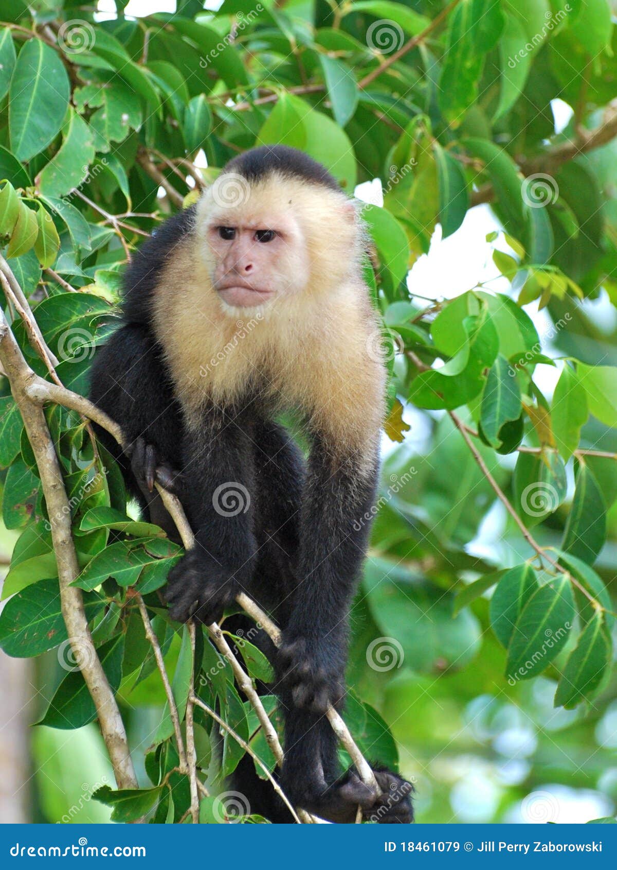Singe Blanc-throated De Capucin Image stock - Image du blanc, sauvage ...