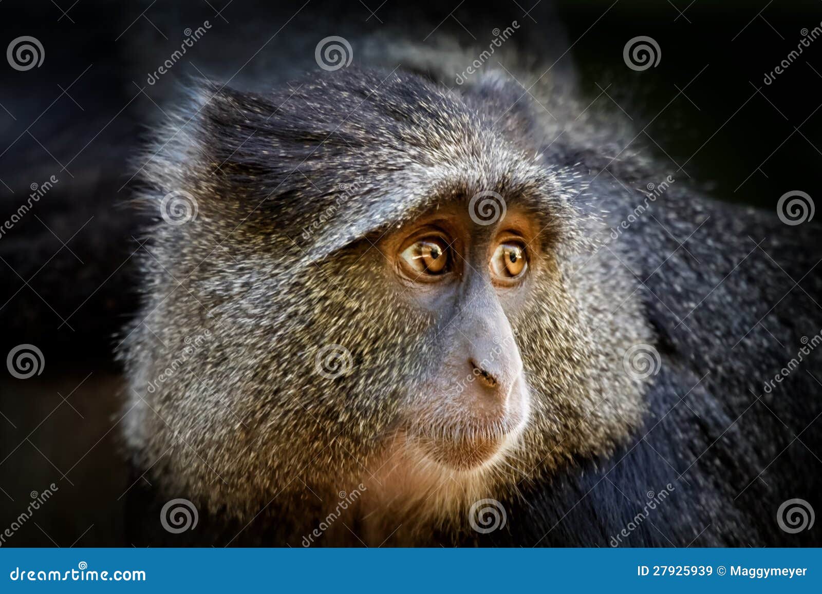 Singe Bleu Ou Singe Diademed, Image. Image: 27925939