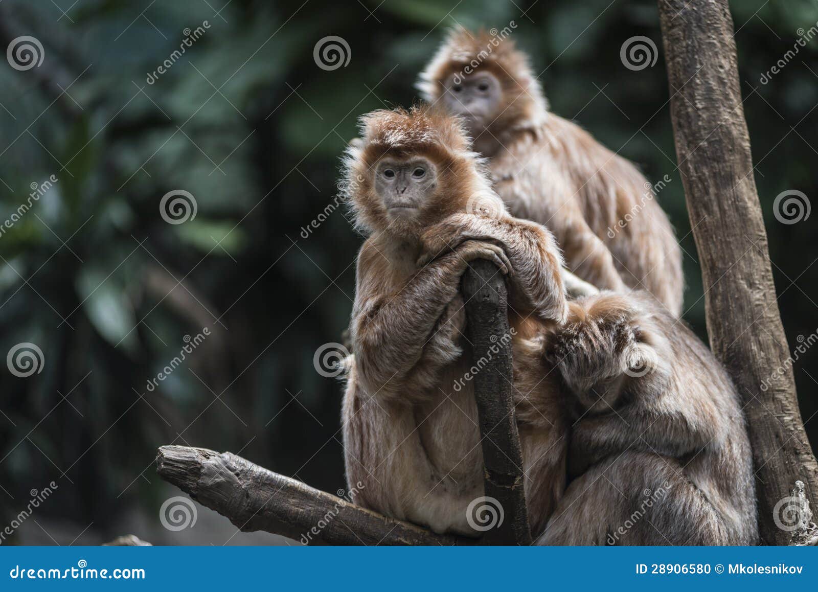 Singe D'arbre Dans La Jungle Photo stock - Image du yeux, nature: 28906580