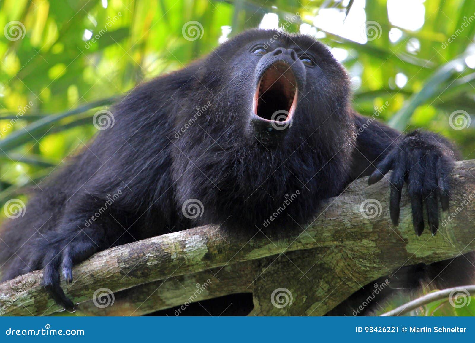 Singe D'hurleur Noir Hurlant Image stock - Image du amérique, normal ...