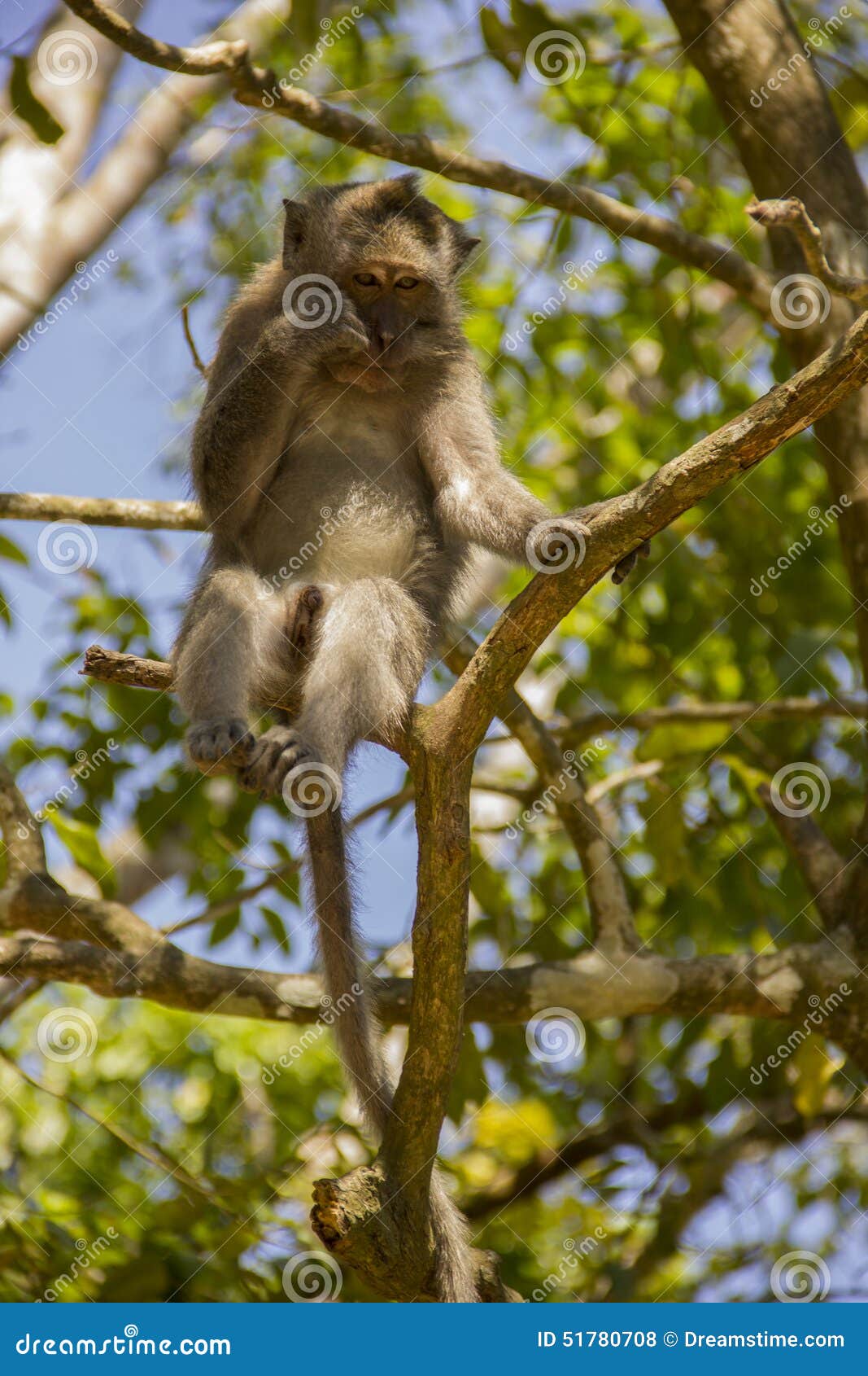 Singe dans l'arbre photo stock. Image du île, jungle - 51780708