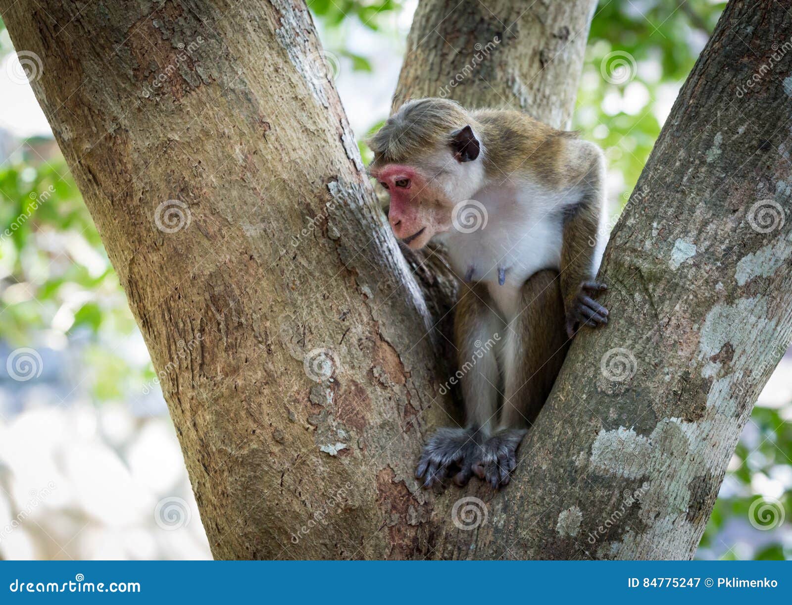 Singe Dans L'arbre Dans La Jungle Image stock - Image du primat ...