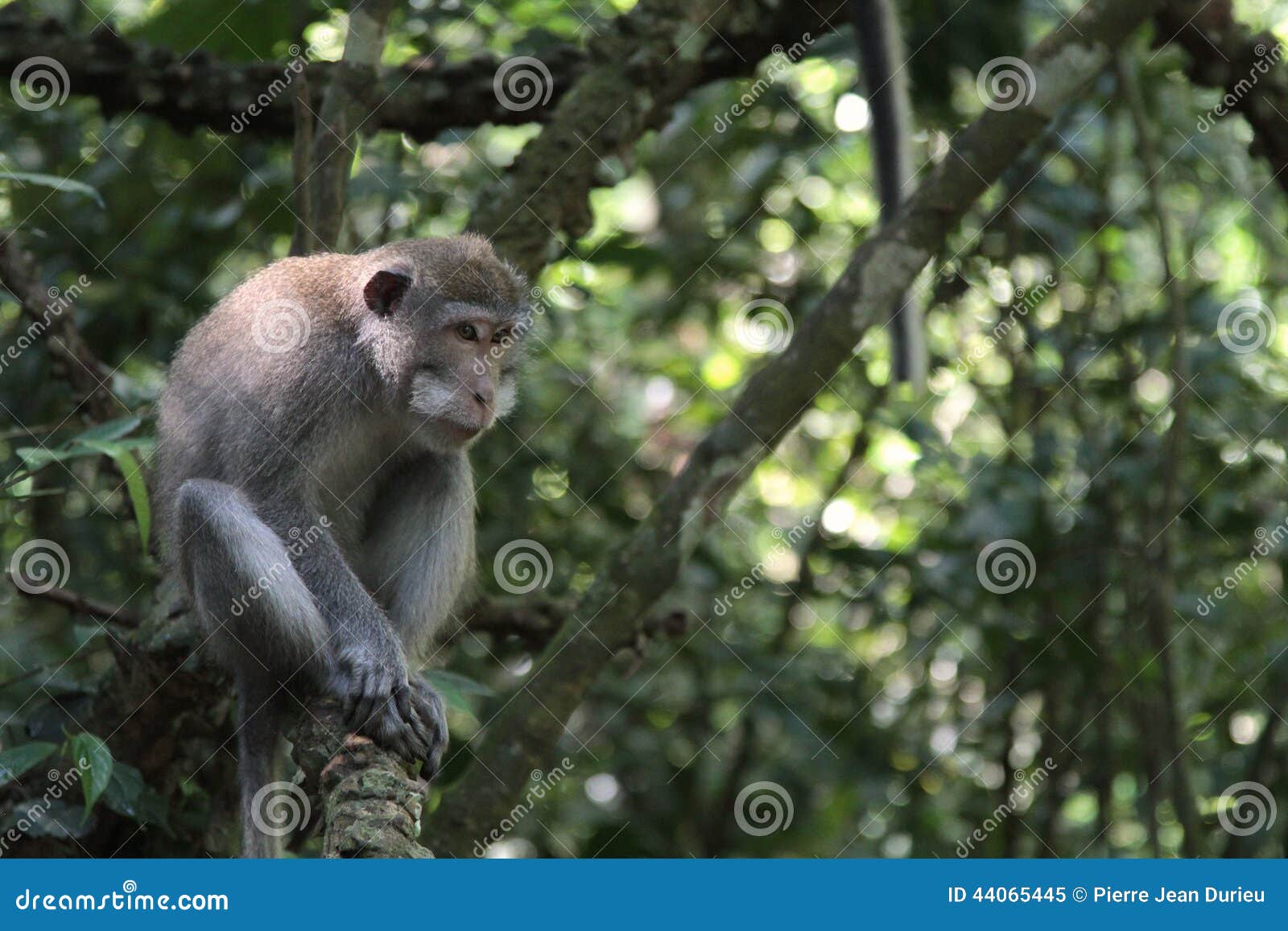 Singe Dans Le Temple De Mekori, Bali Image stock - Image du temple ...