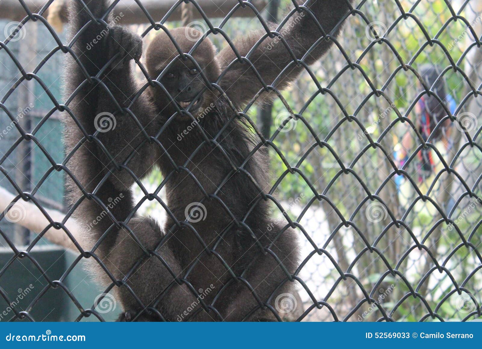 Singe dans le zoo image stock. Image du tropical, mammifère - 52569033