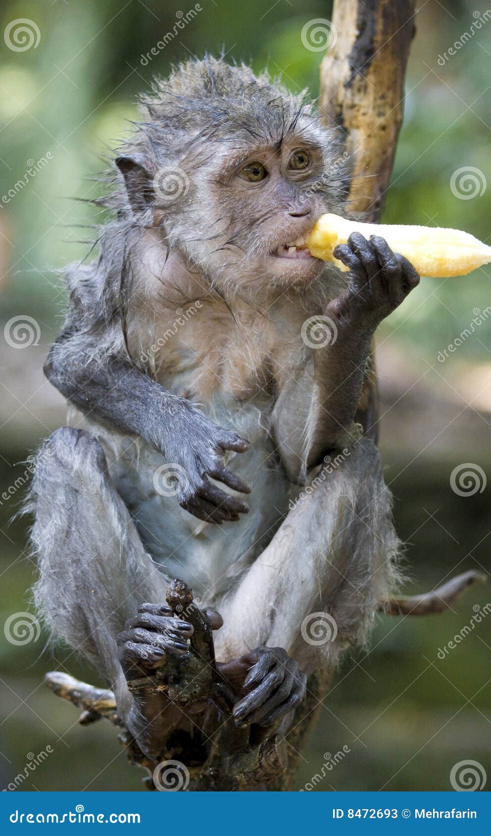 Singe de banane image stock. Image du peau, coupe, drôle - 8472693