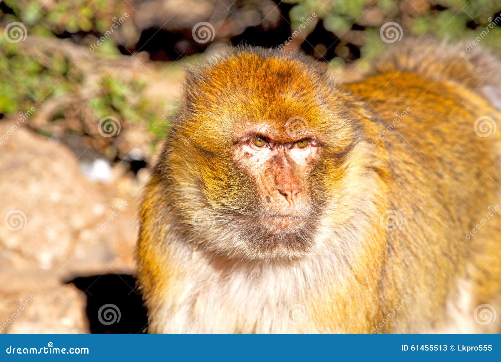 Singe De Buisson Dans La Fin De Faune Du Maroc Image stock - Image du ...