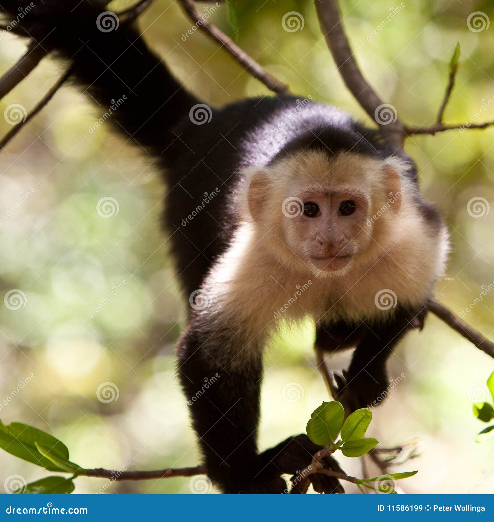 Singe De Capucin Dans Un Arbre Image stock - Image du lames, singe ...