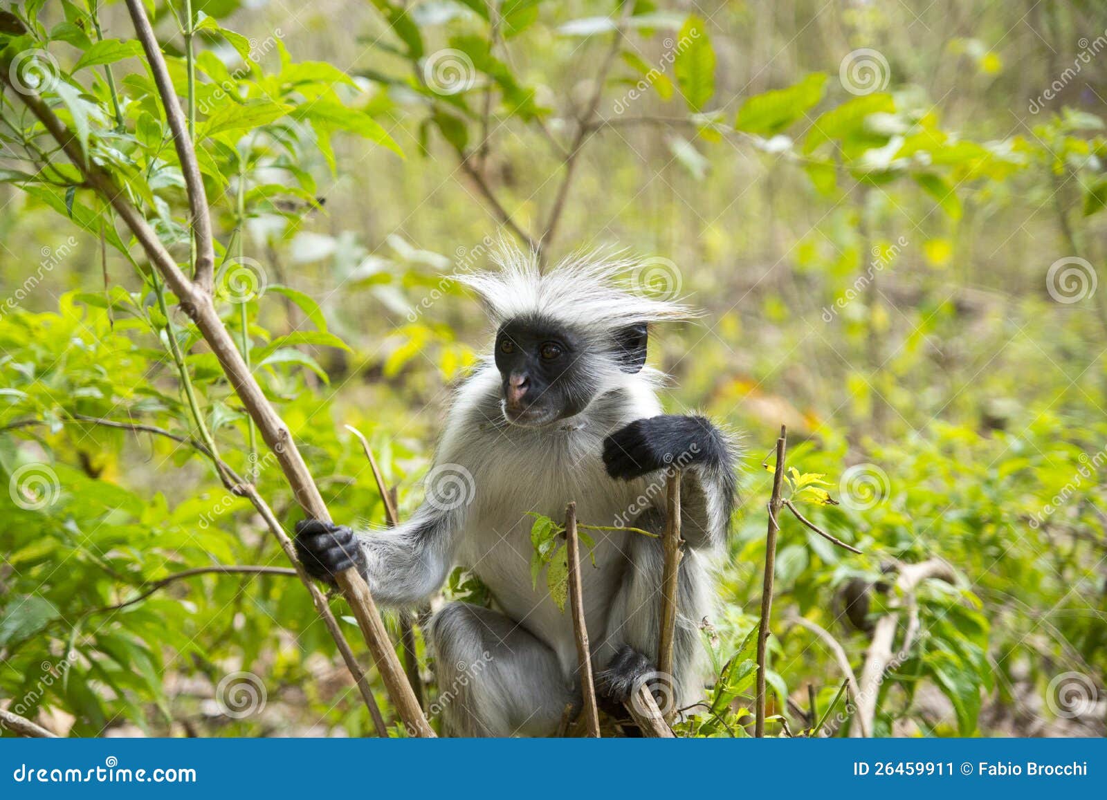 Singe De Colobus Rouge Rare Image stock - Image du forêt, faune: 26459911