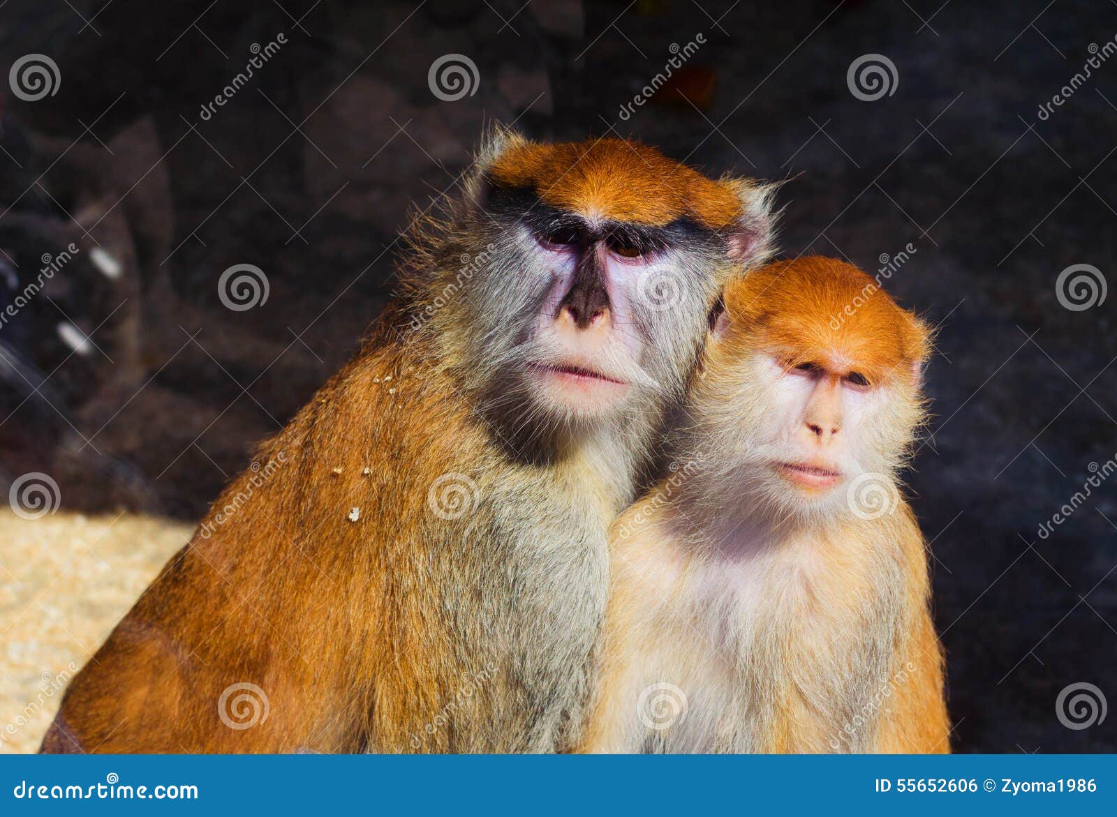 Singe de couples photo stock. Image of jungle, safari - 55652606
