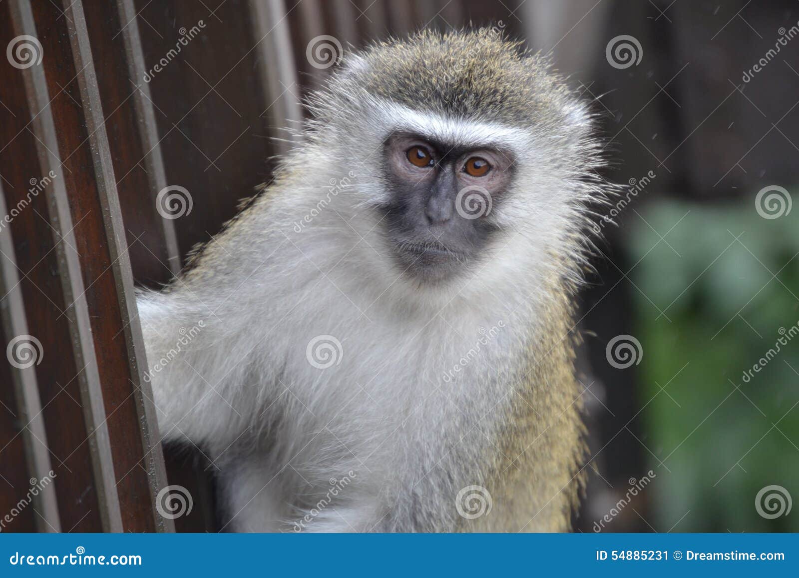 Singe de fourrure de Brown image stock. Image du vert - 54885231