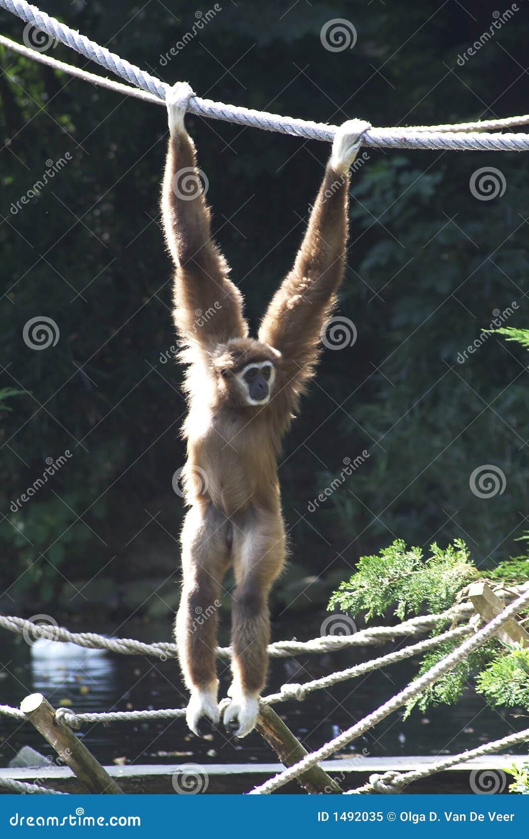 Singe de gibbon image stock. Image du pattes, asie, fourrure - 1492035