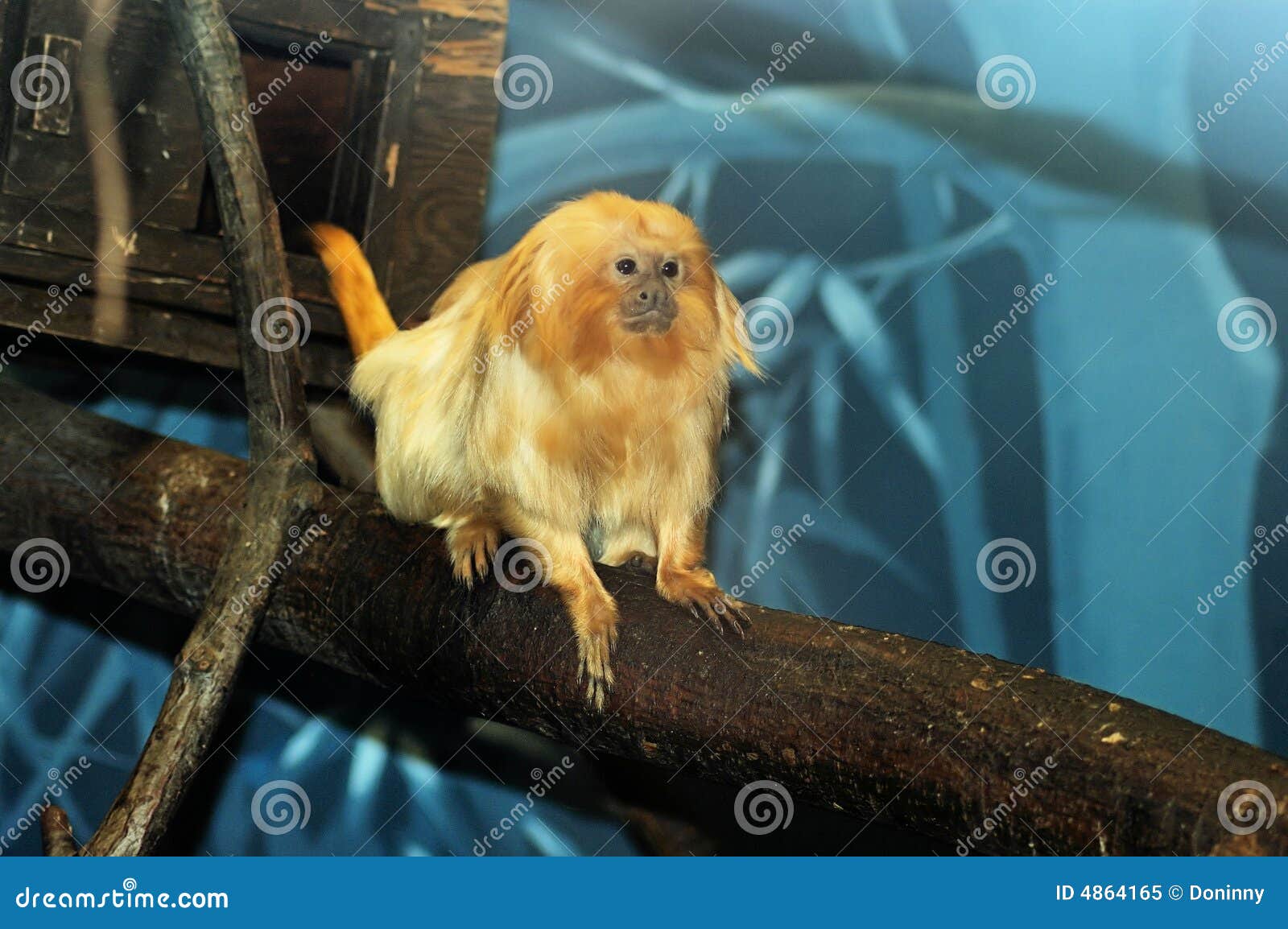 Singe de lion image stock. Image du sauvage, regarder - 4864165