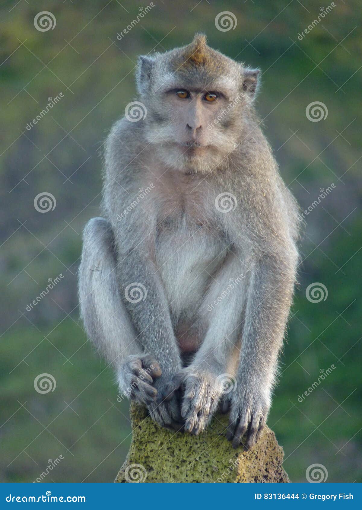 Singe De Macaque En Haut Du Volcan De Batur Photo stock - Image du beau ...