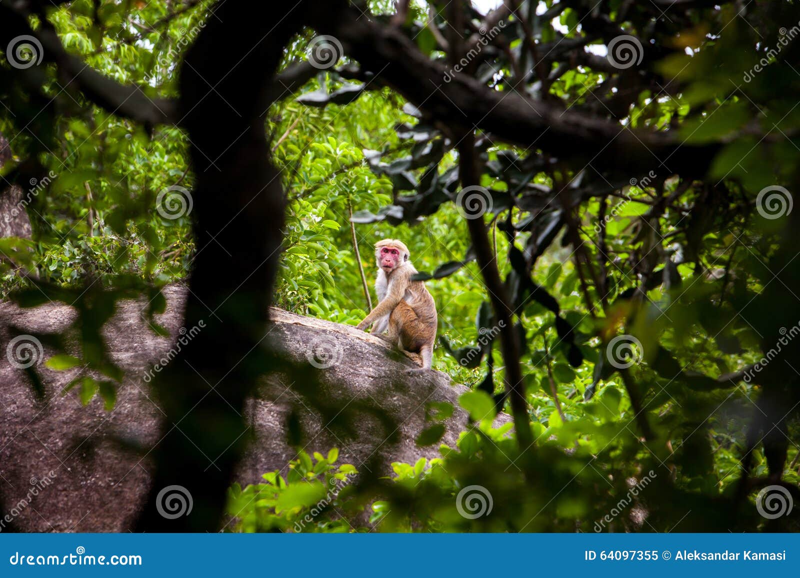 Singe De Macaque Femelle De Toque Image stock - Image du regard, primat ...