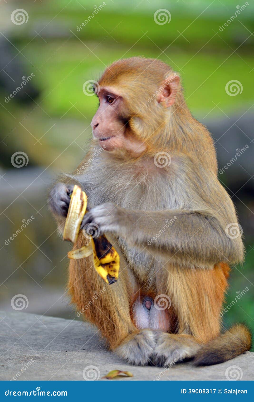 Singe De Macaque Mangeant Une Banane Image stock - Image of brun, singe ...