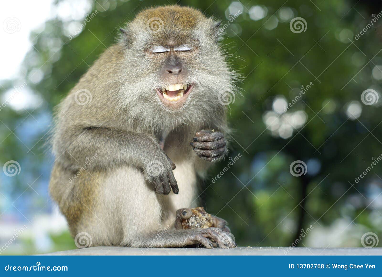 Singe De Macaque Riant Heureux Photo stock - Image du singe, humeur ...