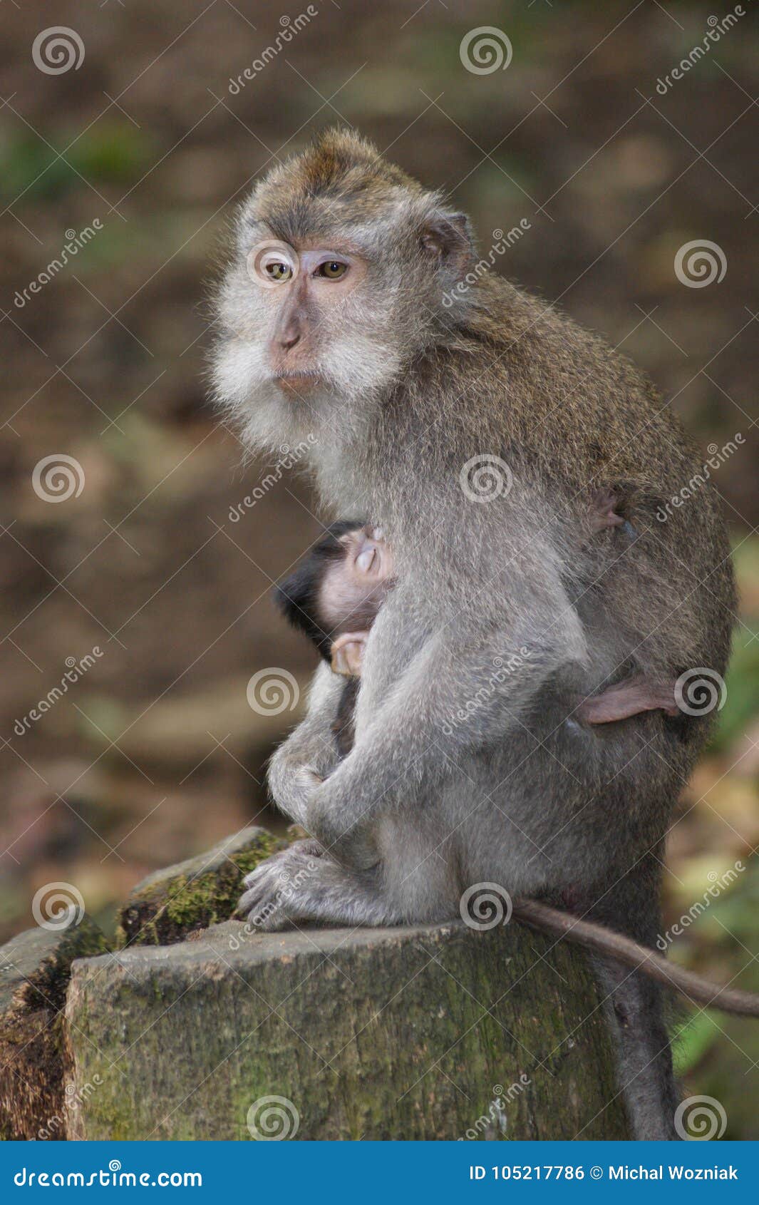 Singe De Makak Dans Le Temple De Bali, Indonésie Photo stock - Image du ...