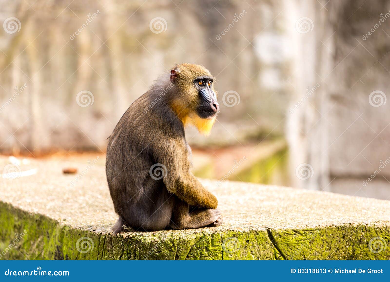 Photos de De Mandrin Singe - Photos de stock gratuites et libres de ...