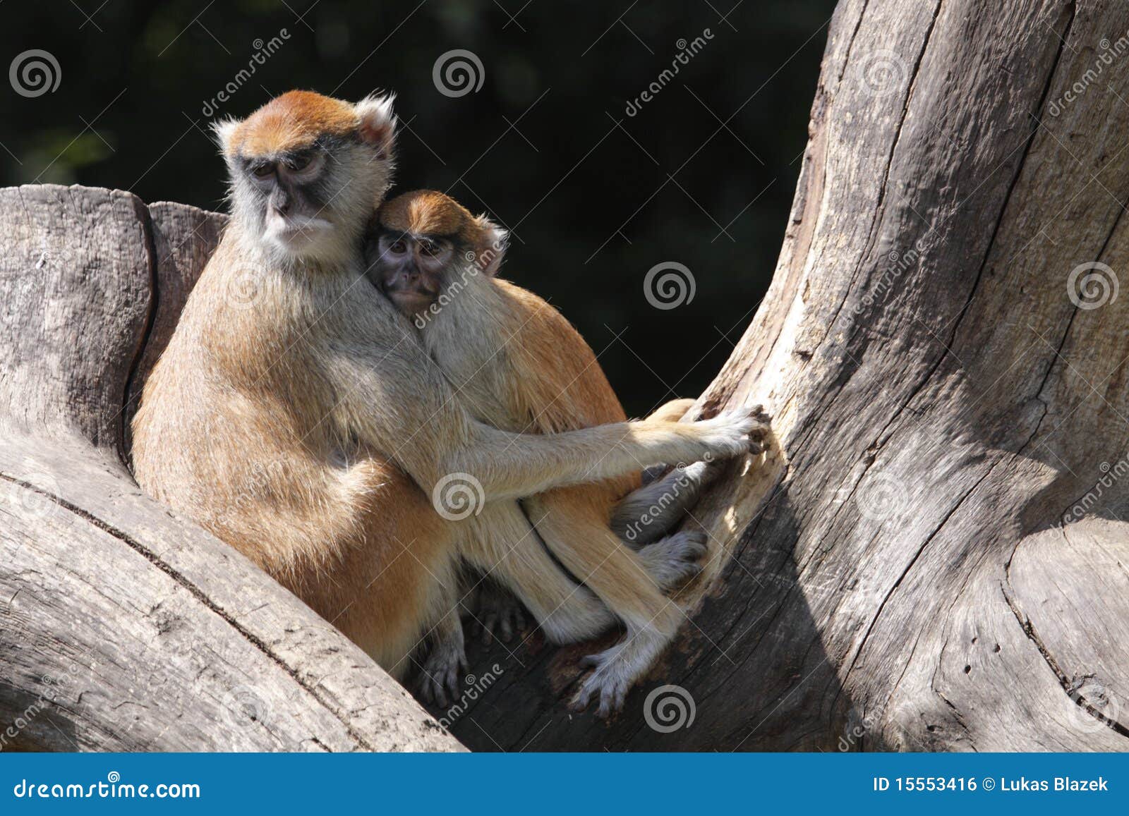 Singe de Patas photo stock. Image du oued, nature, animal - 15553416