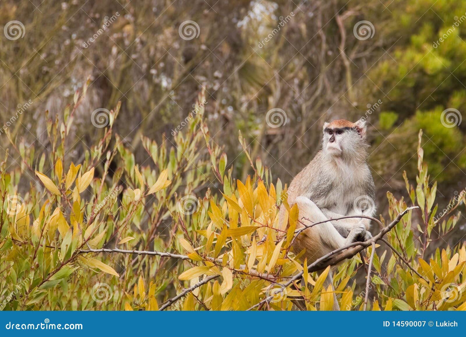 Singe De Patas (patas D'Erythrocebus). Image stock - Image du faune ...