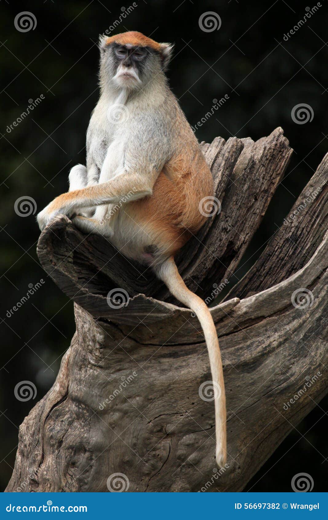 Singe De Patas (patas D'Erythrocebus) Photo stock - Image du ethiopie ...