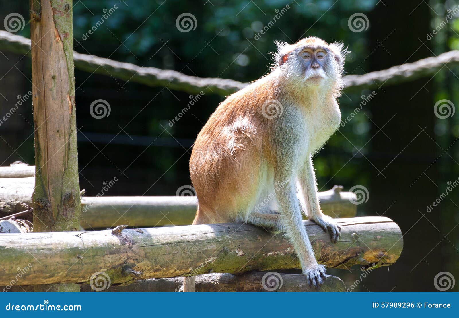 Singe De Patas, Patas D'Erythrocebus Photo stock - Image du singe ...