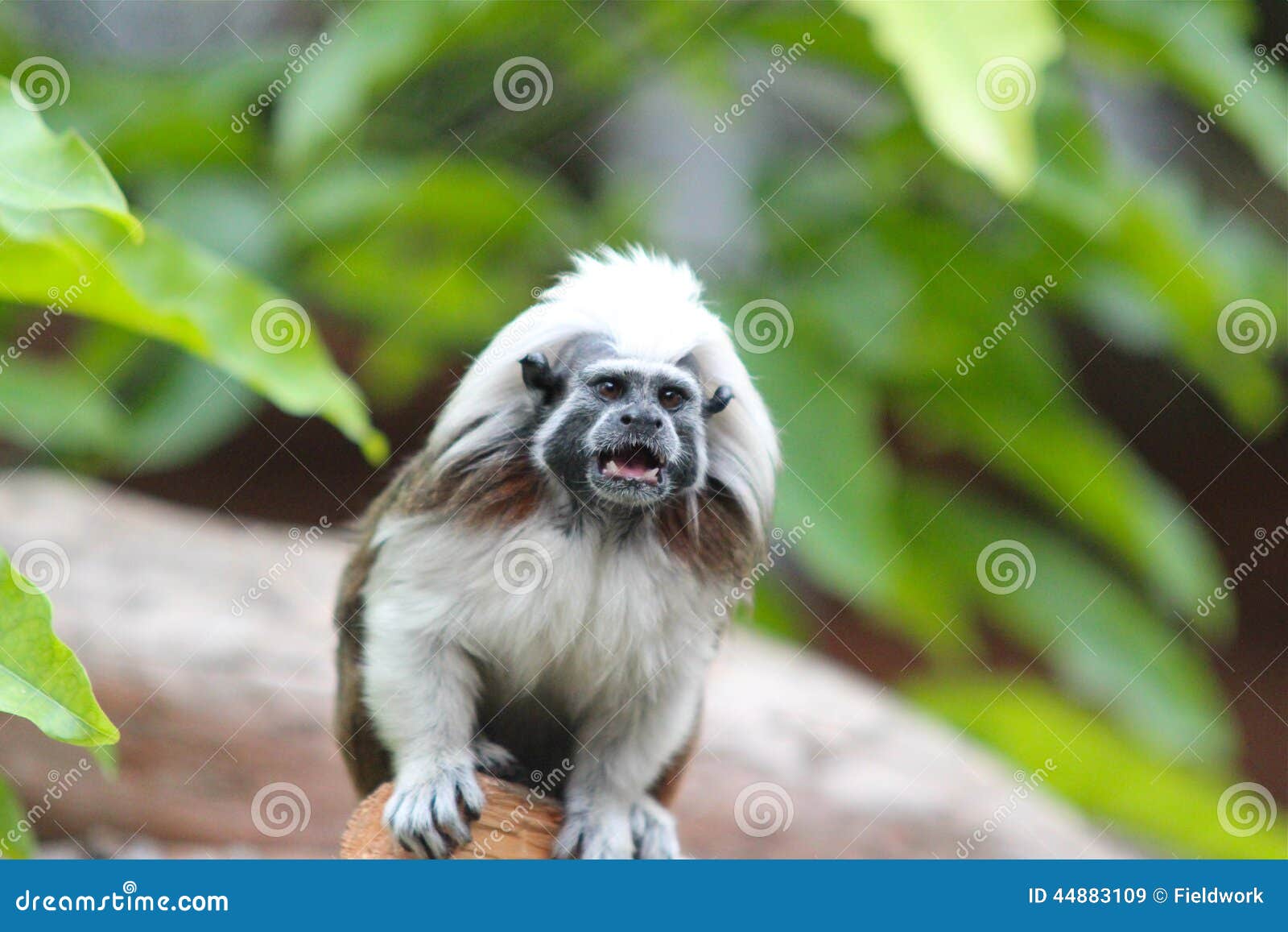 Singe De Tamarin Couinement Sur Une Branche Image stock - Image du ...