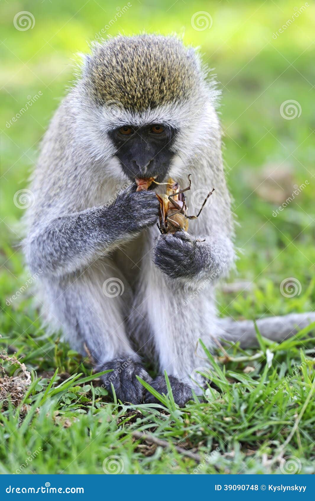 Singe de Vervet photo stock. Image du timide, animaux - 39090748