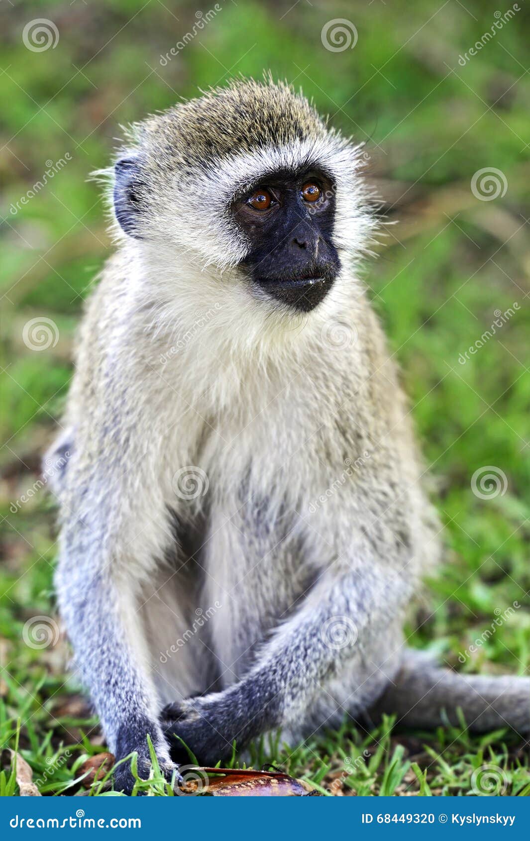 Singe De Vervet Dans La Savane Photo stock - Image du normal, animaux ...