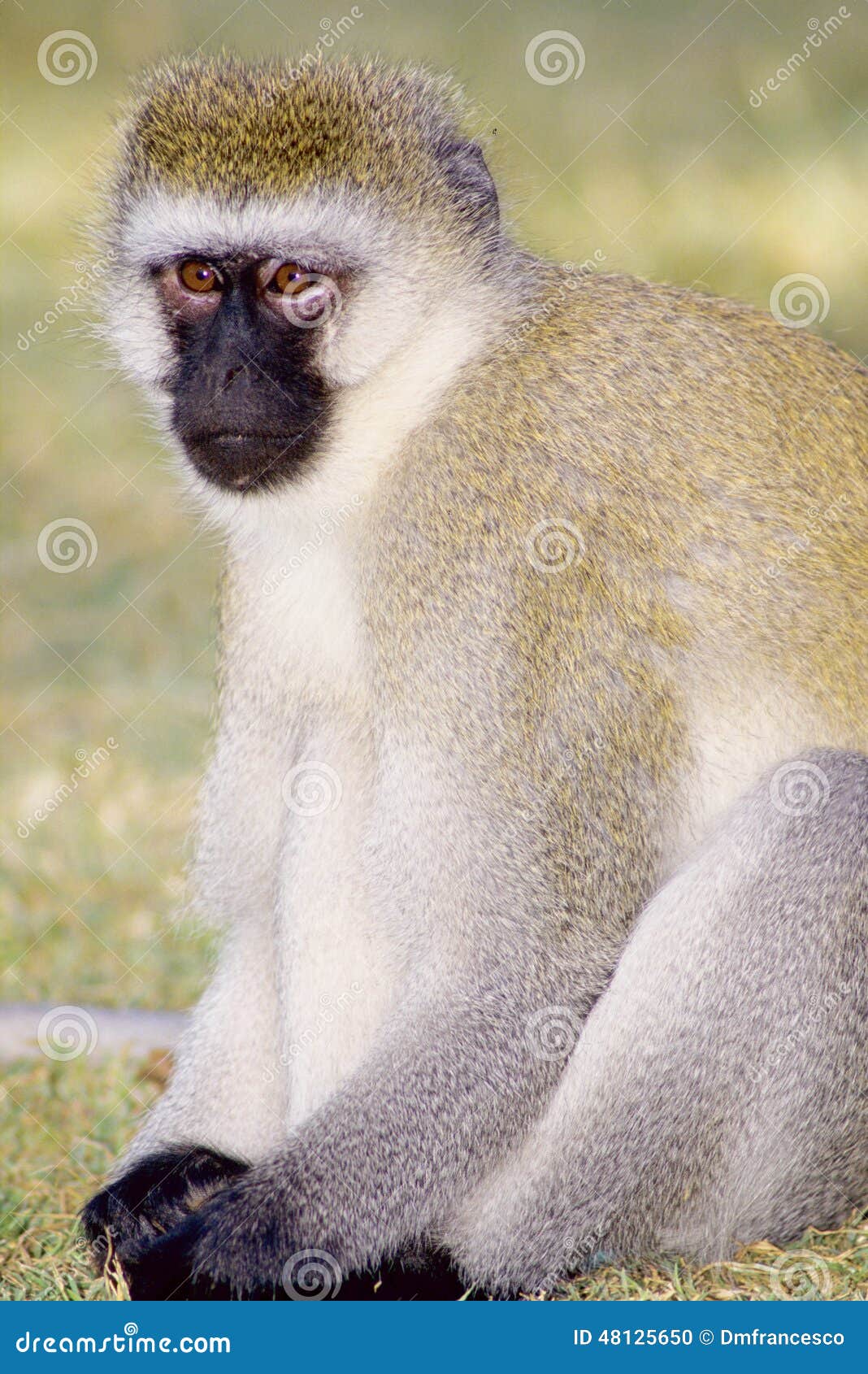 Singe de vervet vert gris photo stock. Image du buisson - 48125650