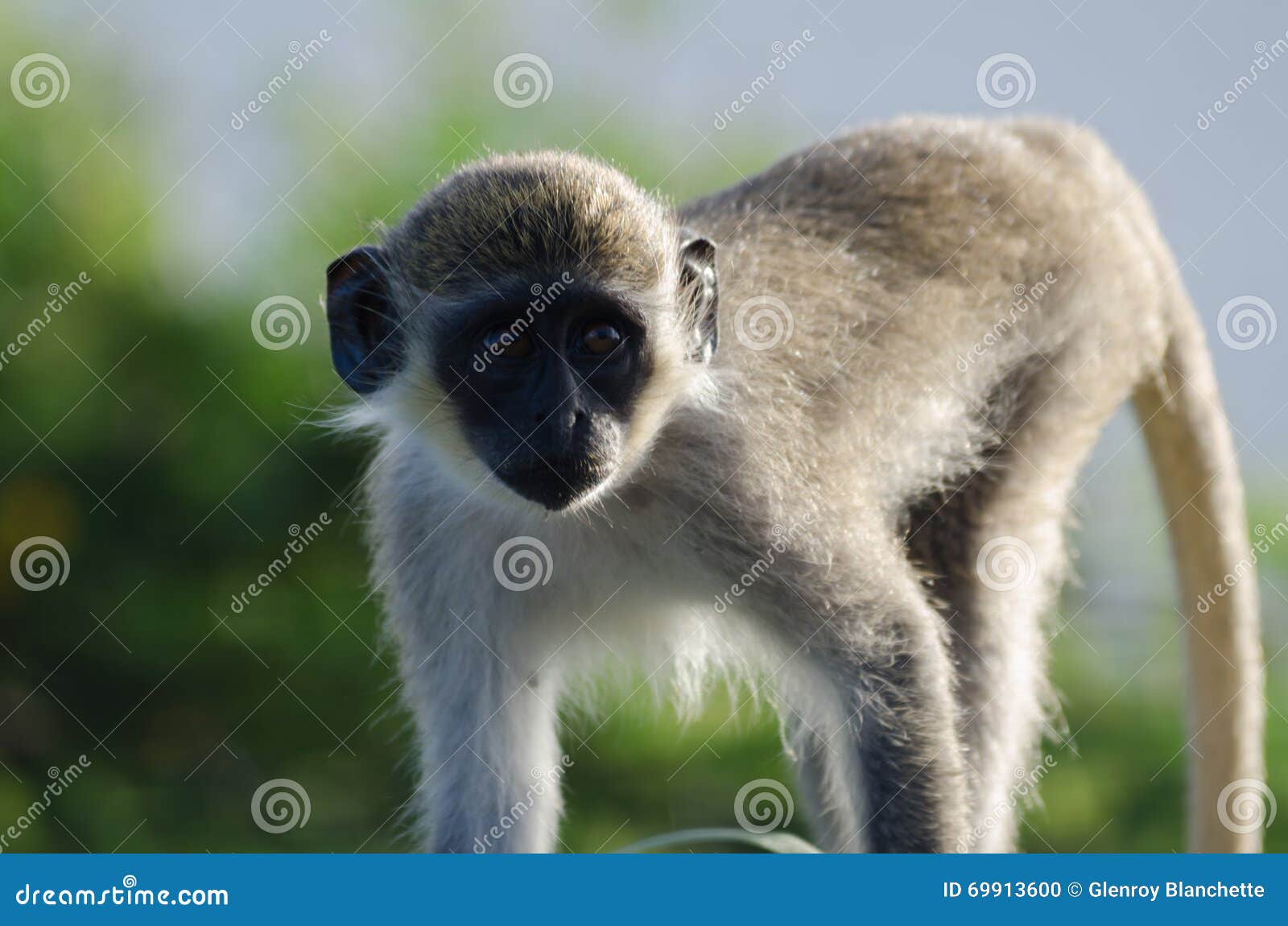Singe De Vervet Vert (pygerythrus De Chlorocebus) Photo stock - Image ...