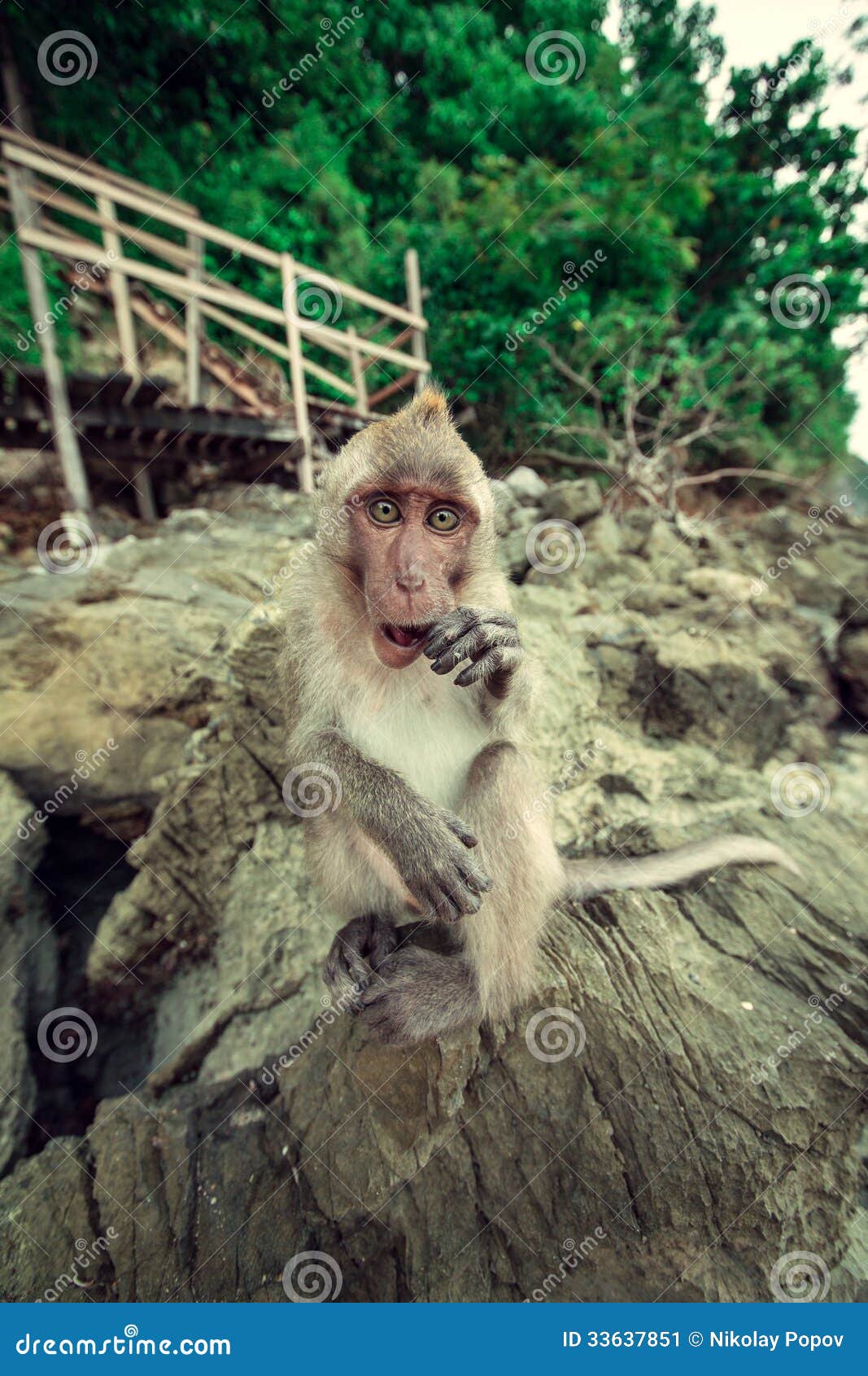 Singe drôle. image stock. Image du nourriture, macaque - 33637851