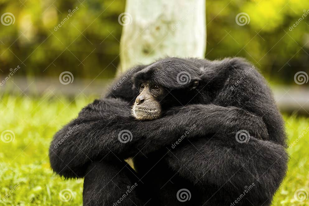 Singe Expressif En Captivité Photo stock - Image of animal, bras: 82134312