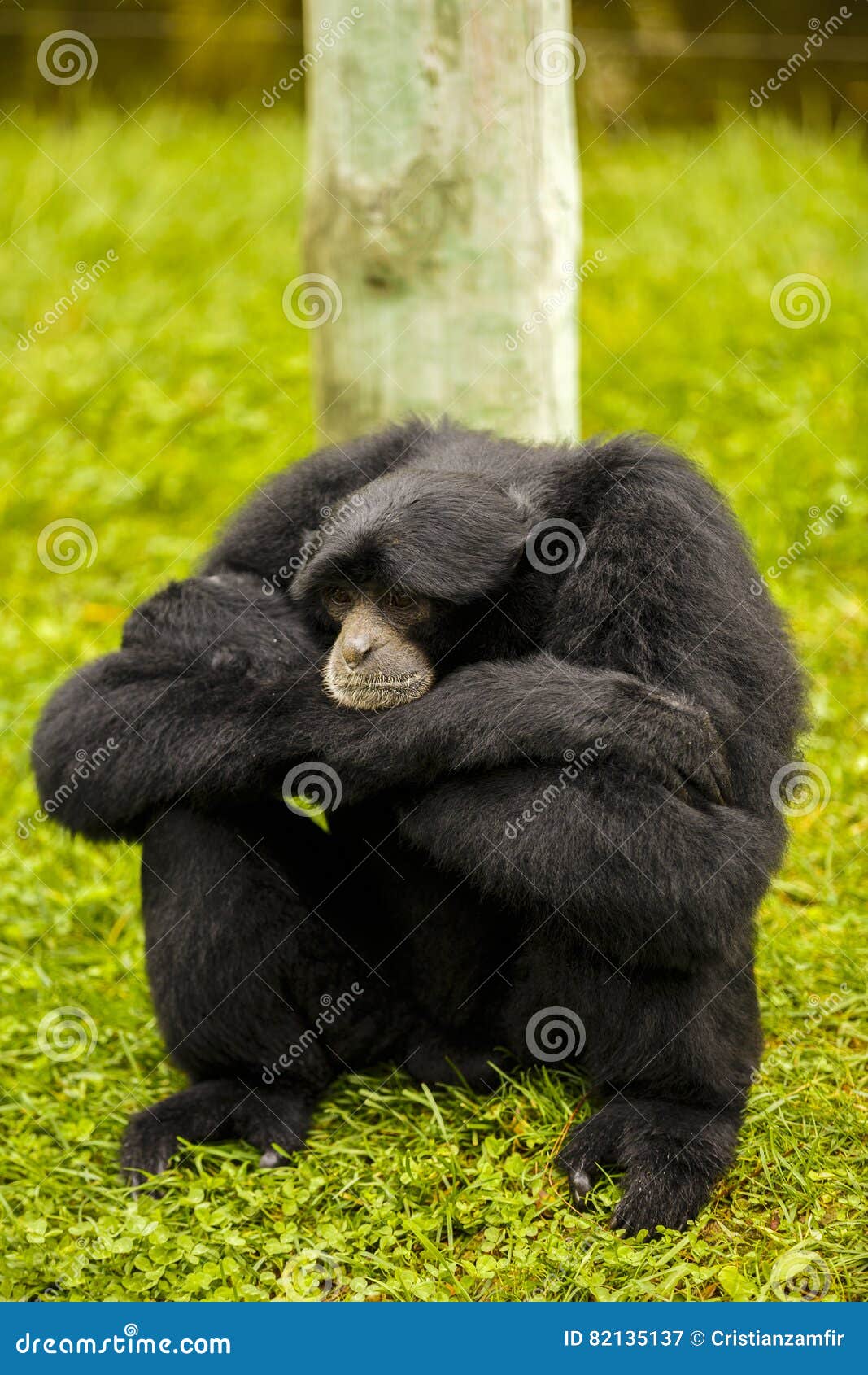 Singe Expressif En Captivité Image stock - Image du thaïlande ...