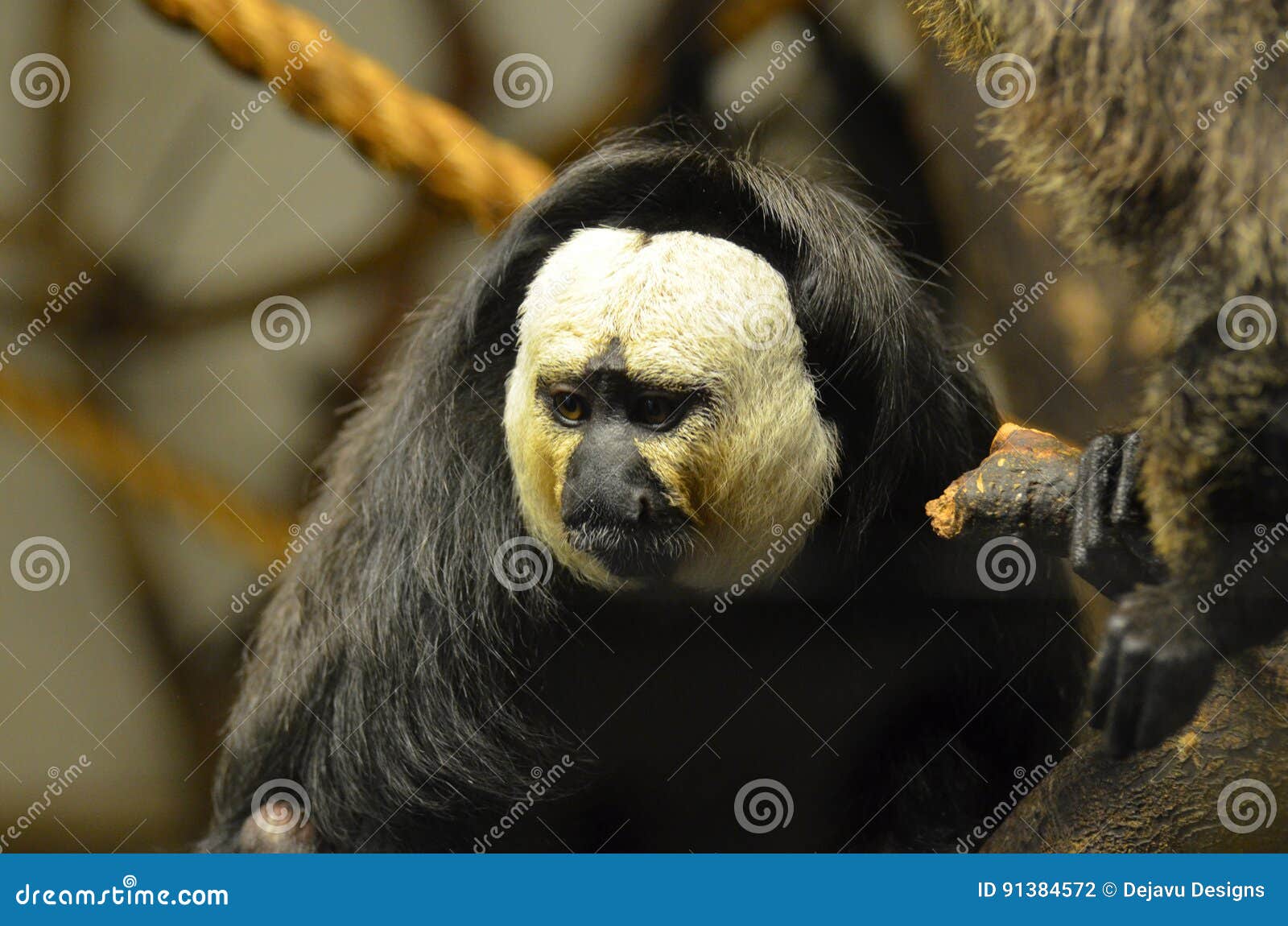 Singe Fait Face Blanc De Saki Photo stock - Image du mignon, safari ...