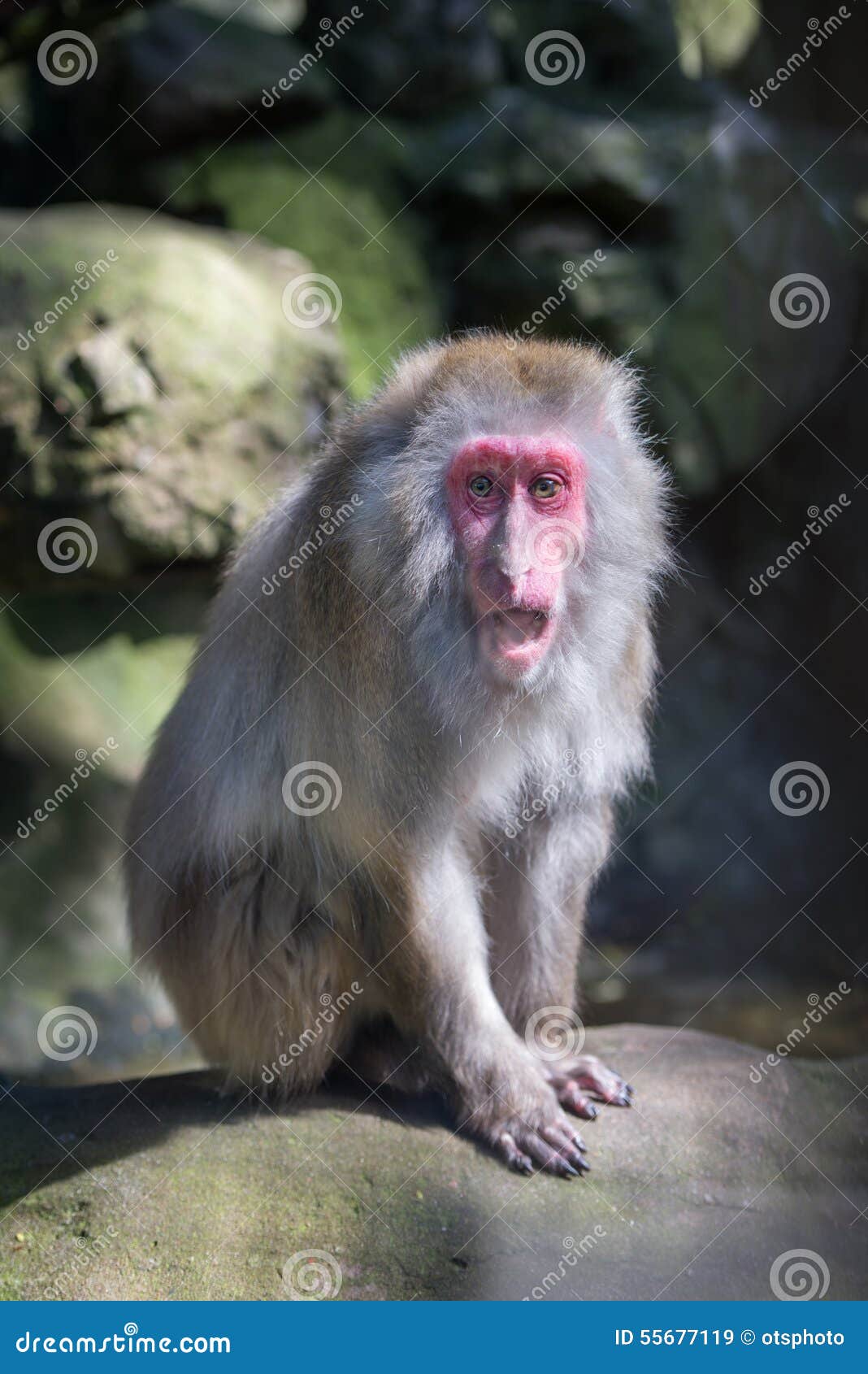 Singe Fait Face Rouge Dans Le Zoo Image stock - Image du mammifère ...