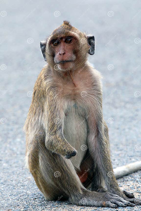 Singe handicapé image stock. Image du central, oiseau - 42840865