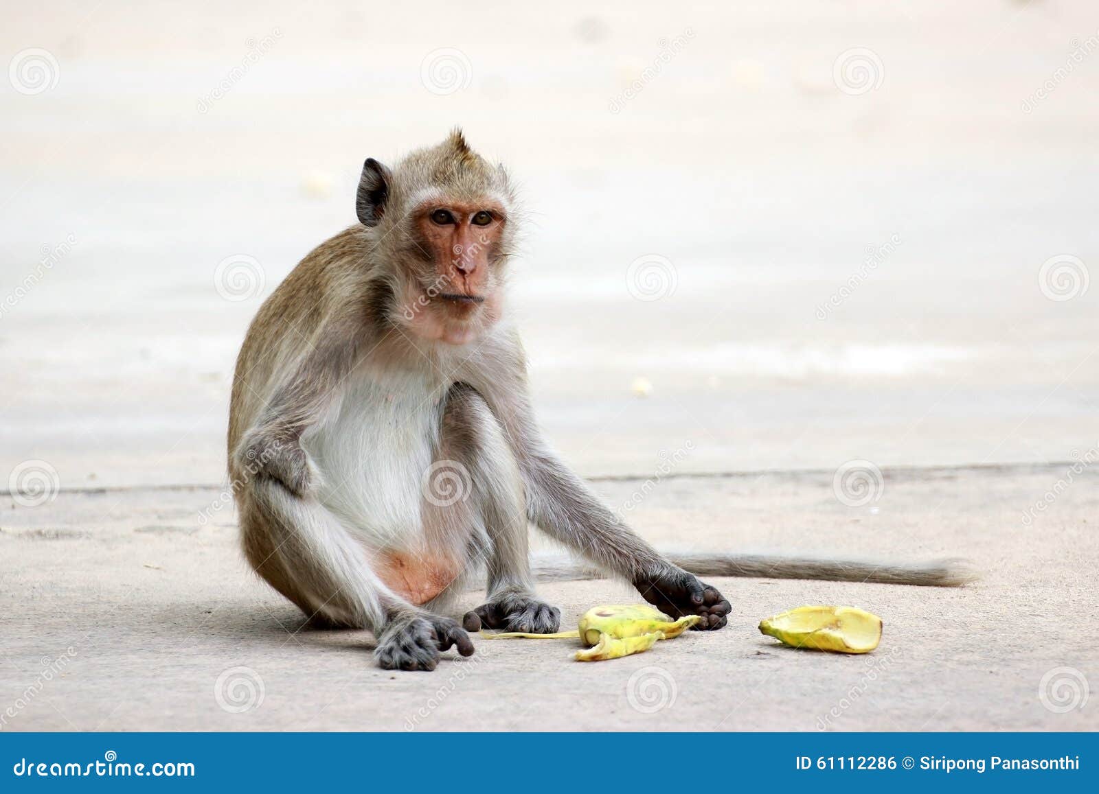 Singe handicapé photo stock. Image du singe, fond, petit - 61112286