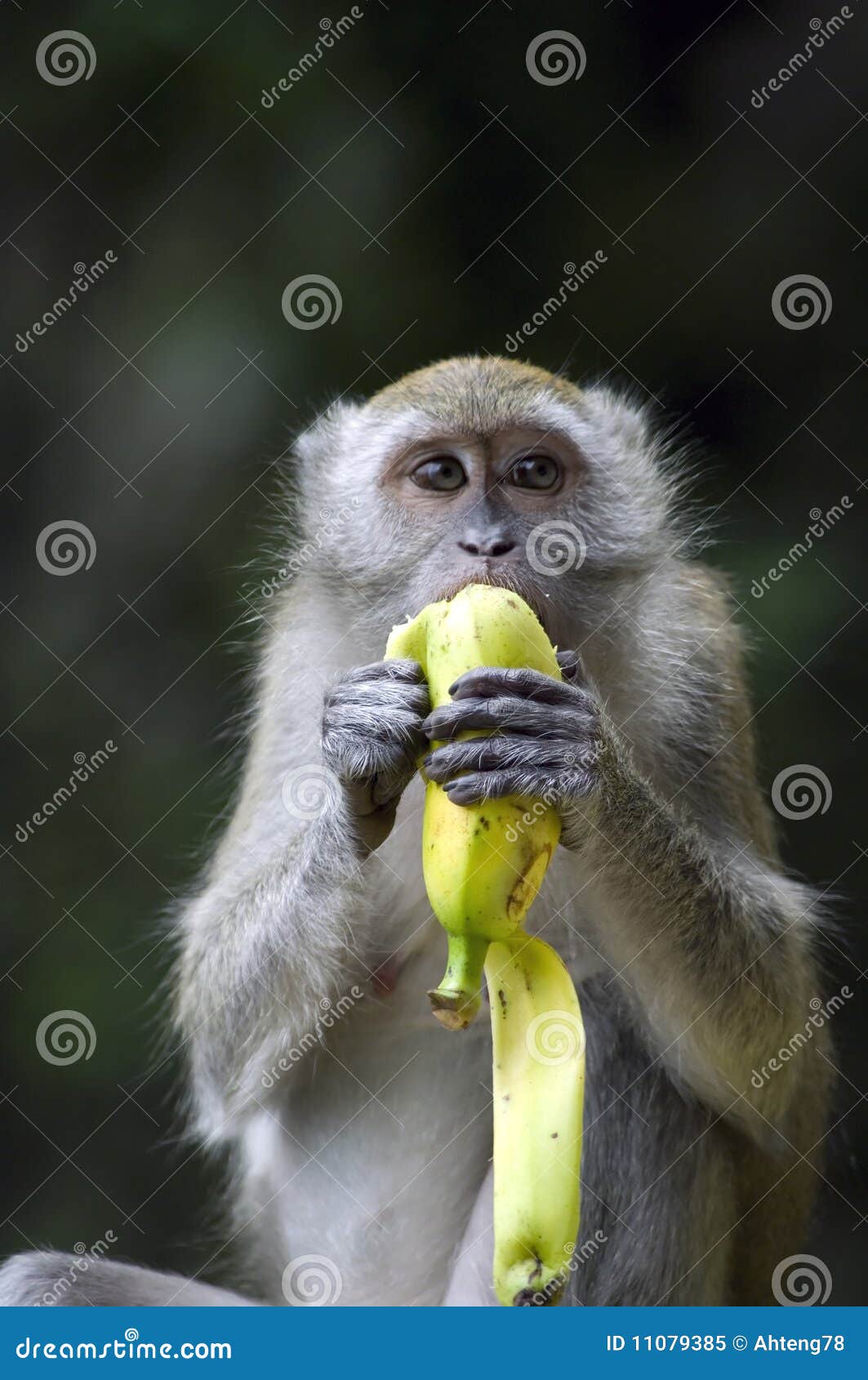 Singe mangeant la banane image stock. Image du banane - 11079385