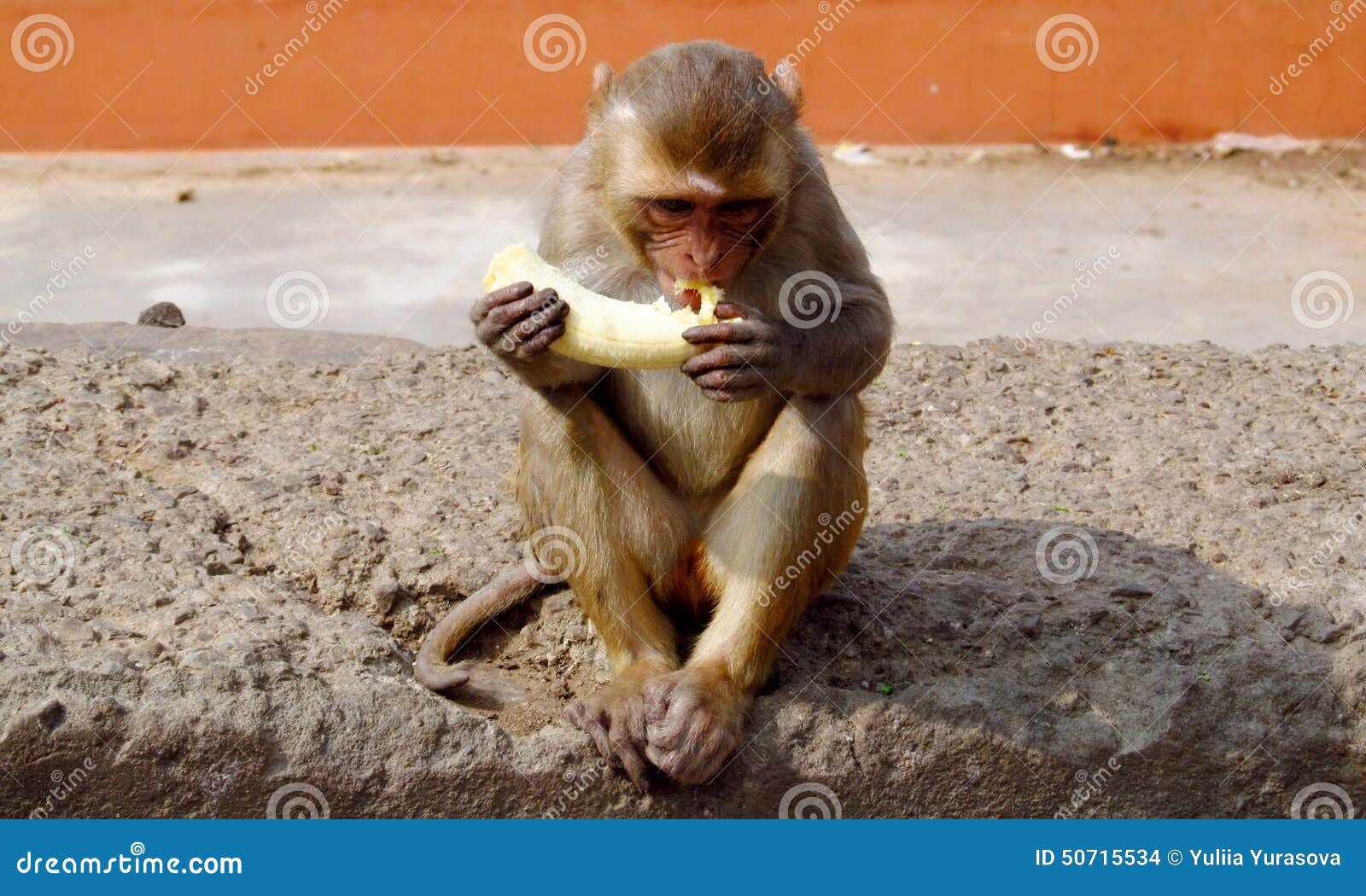 Singe mangeant la banane photo stock. Image du ville - 50715534