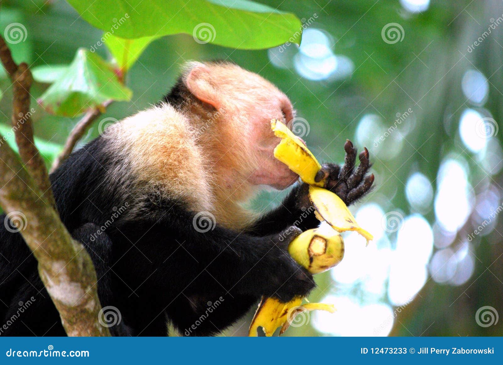 Singe mangeant une banane image stock. Image du couleurs - 12473233