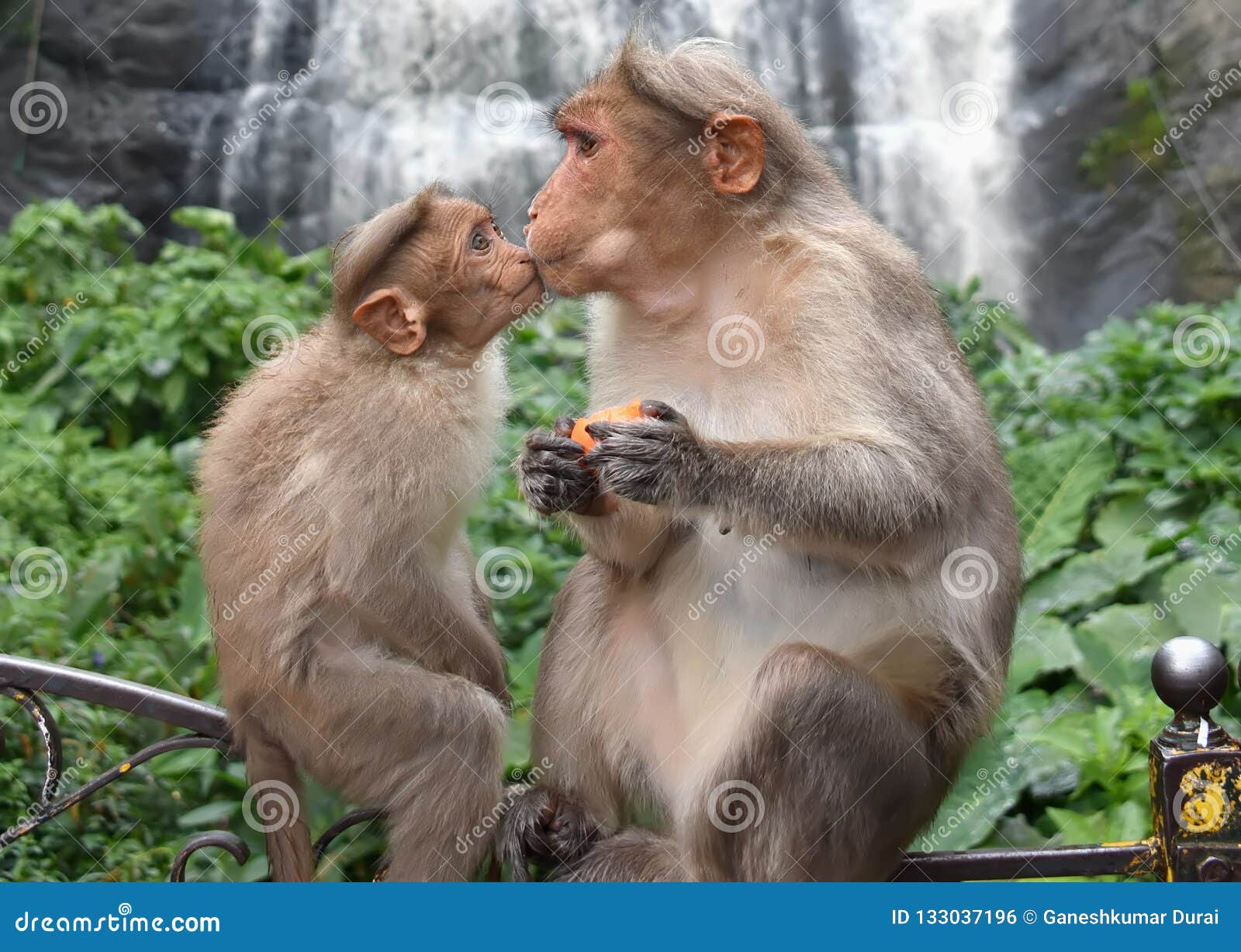 Images Baiser De Singe - Téléchargez 102 Photos libres de droits