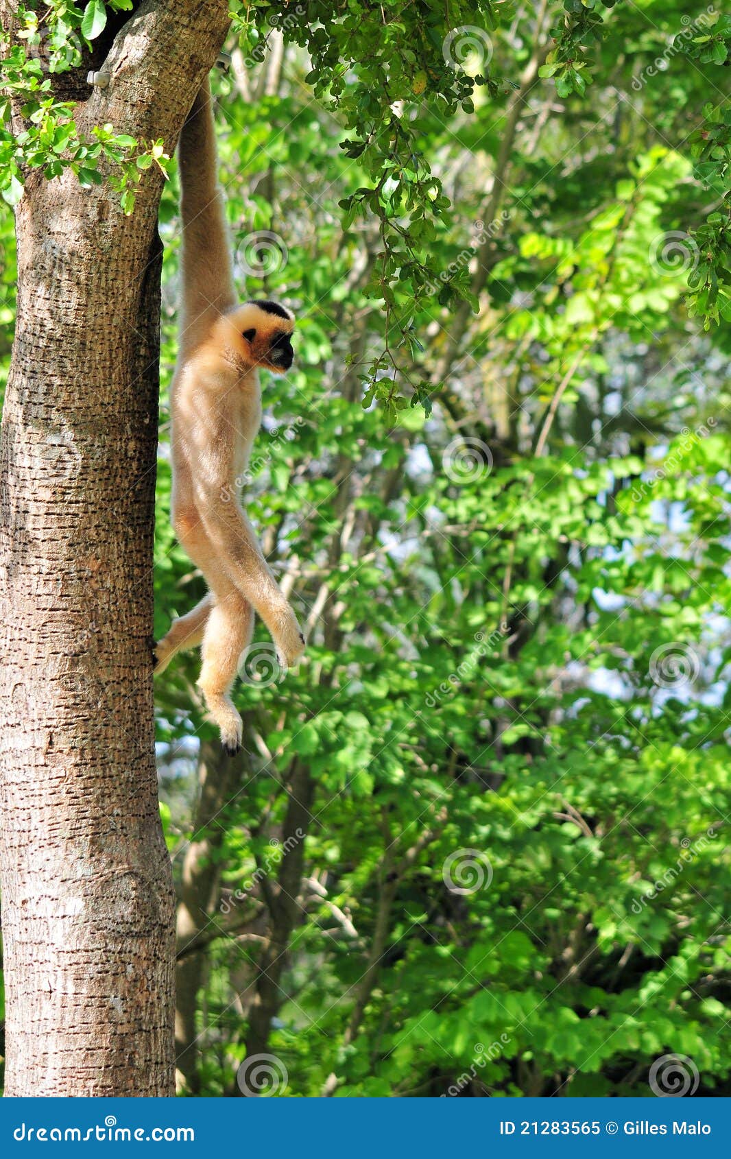 Singe pendant d'un arbre image stock. Image du coup, habitat - 21283565